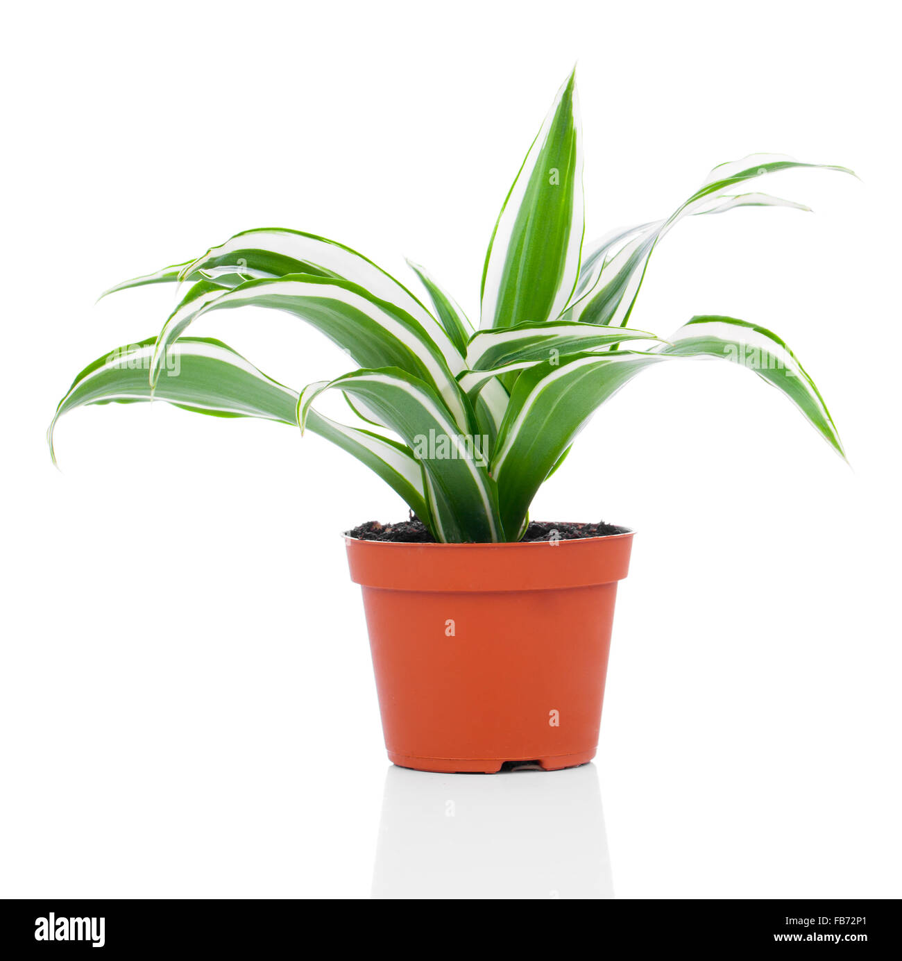 Cornstalk dracaena hi-res stock photography and images - Alamy