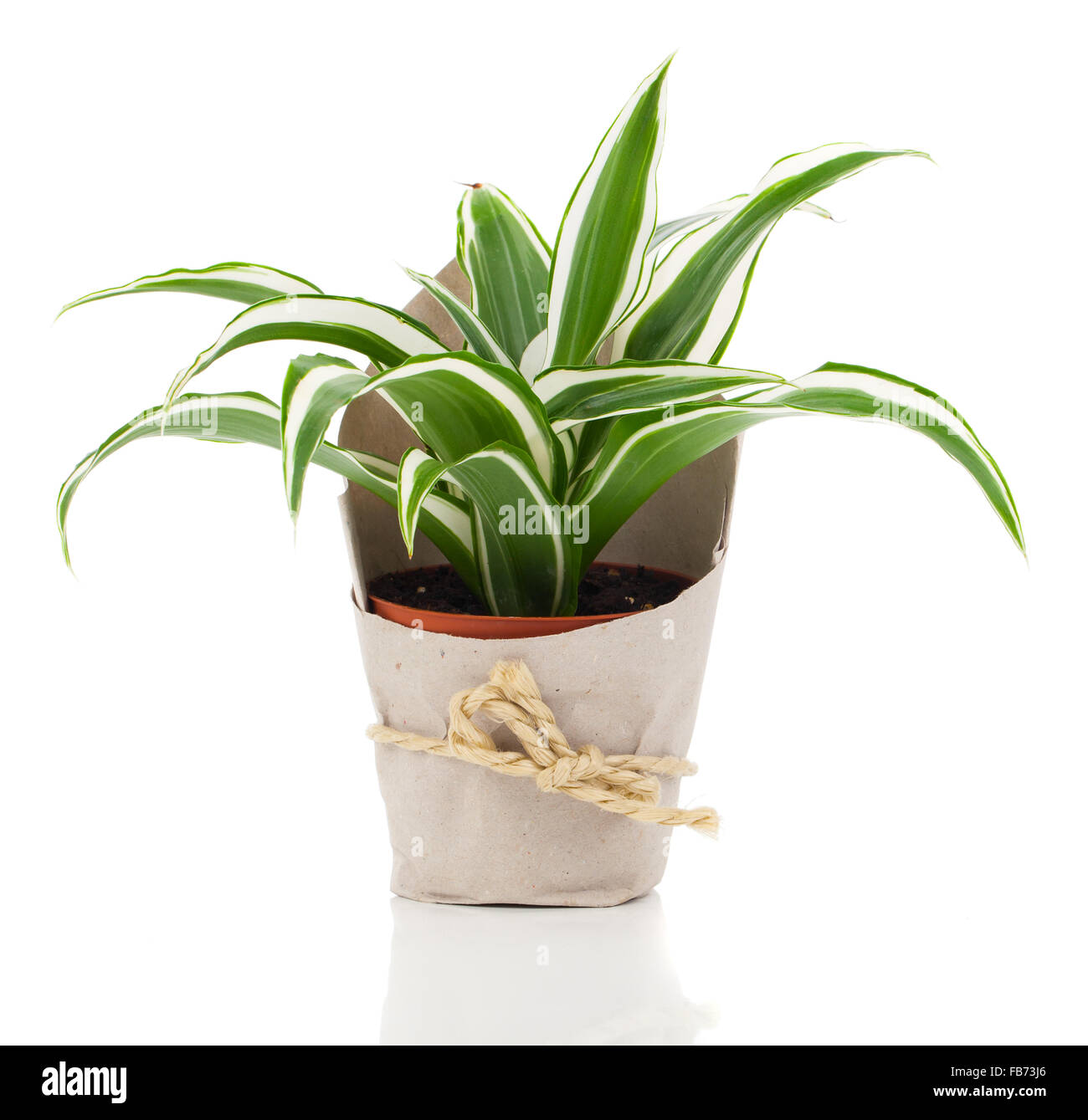 Dracaena fragrans reflexa hi-res stock photography and images - Alamy