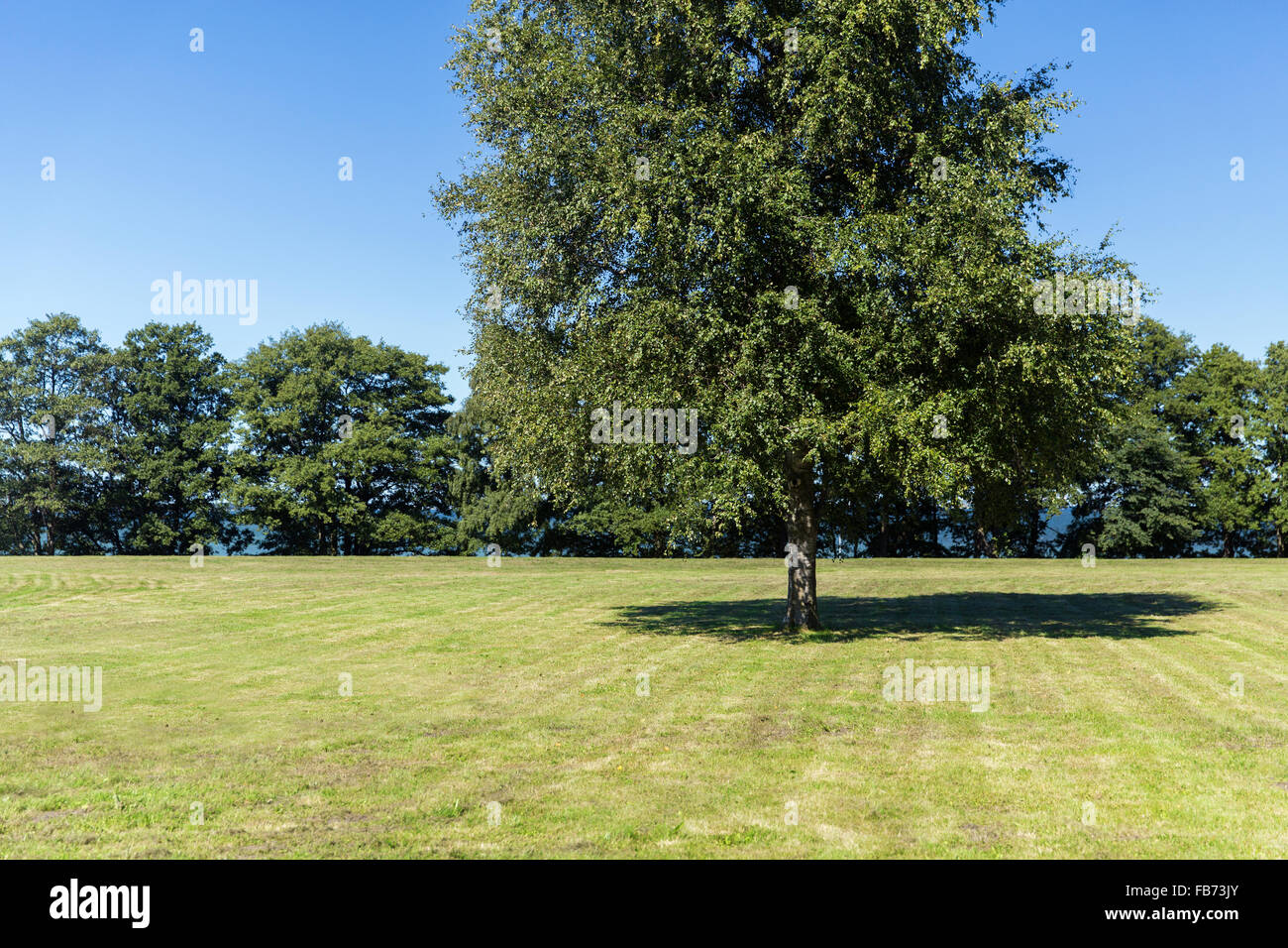 summer field and trees Stock Photo - Alamy