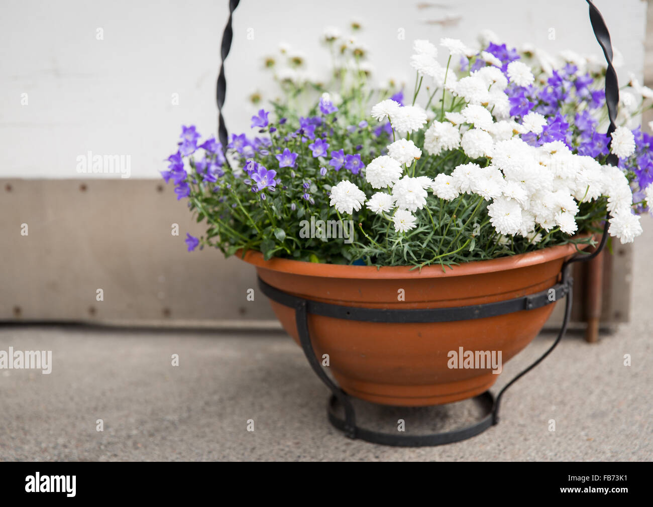 Beautiful flowers in pot hi-res stock photography and images - Alamy