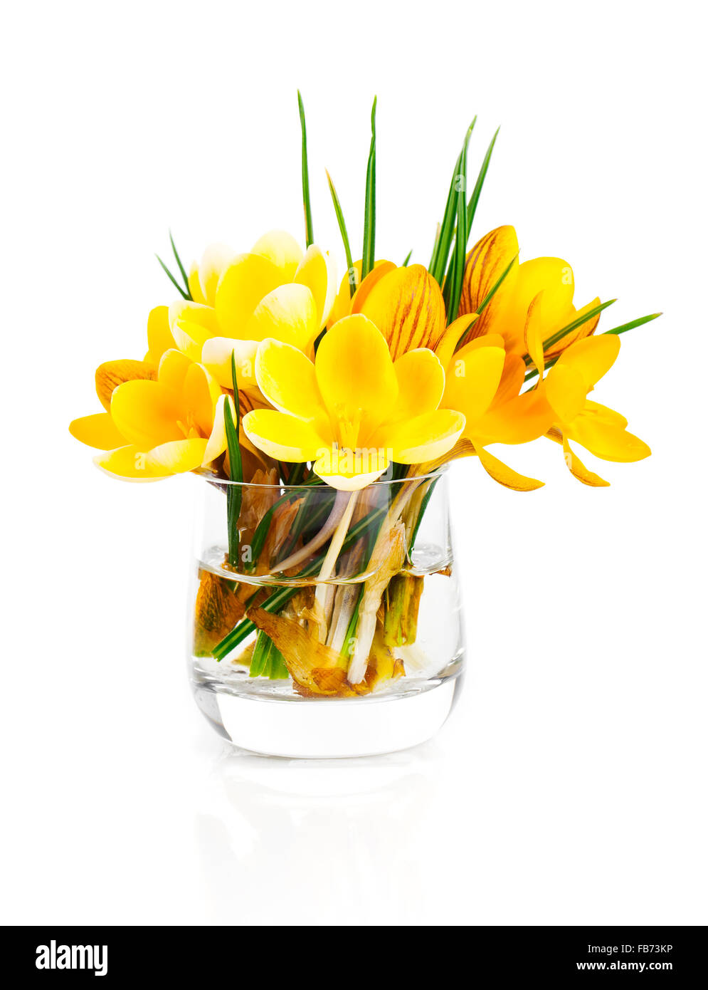yellow crocus vernus (Spring Crocus) isolated on white background Stock ...