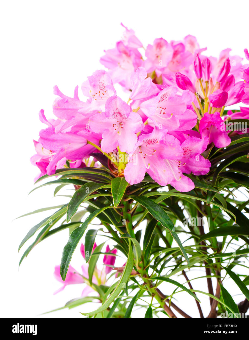 Rhododendron isolated hi-res stock photography and images - Alamy
