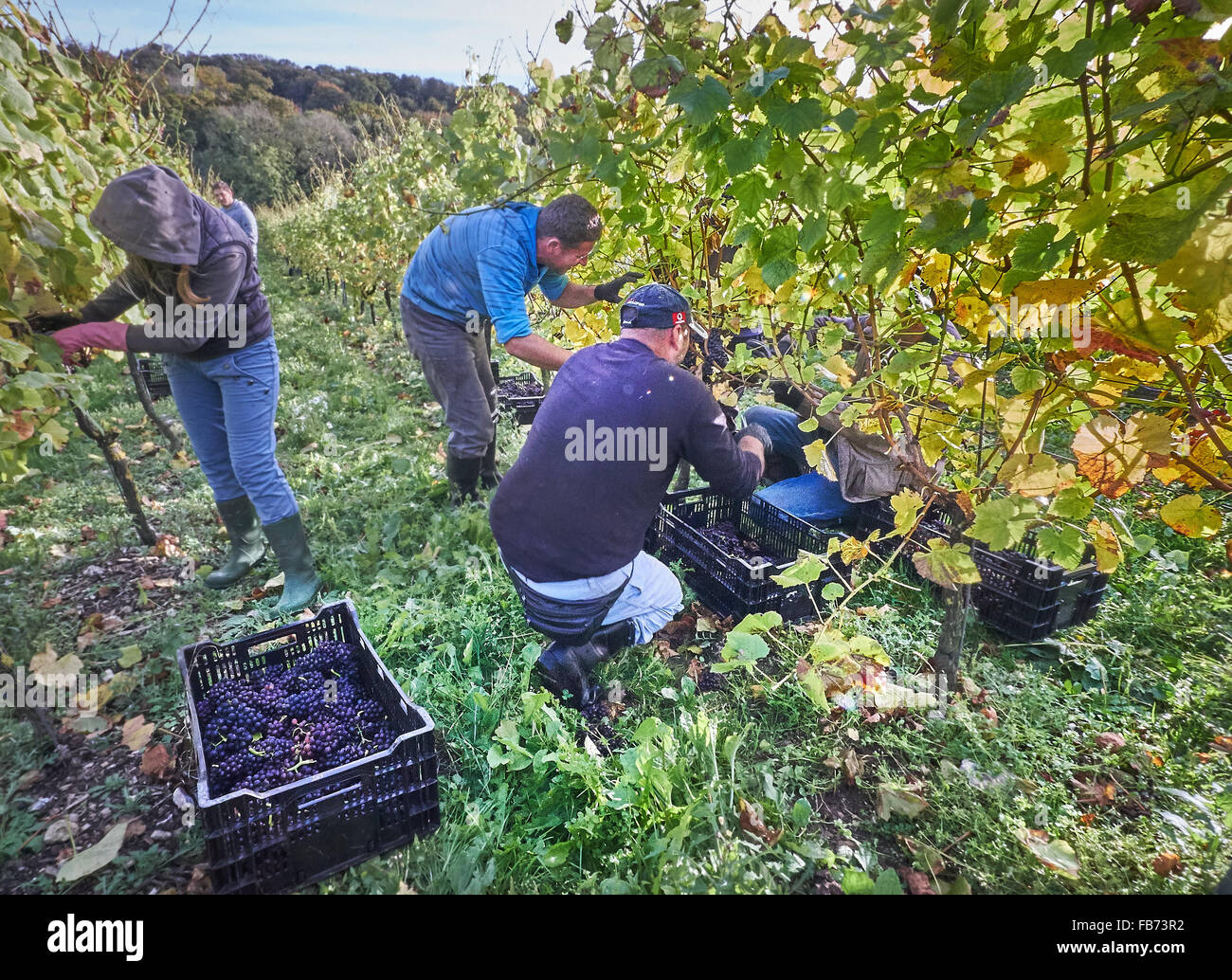 grape pickers in a vineyard Stock Photo - Alamy