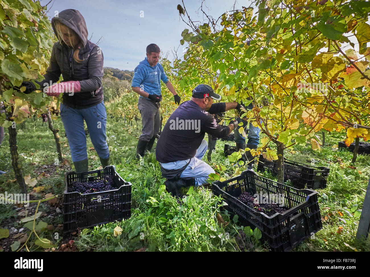 grape pickers in a vineyard Stock Photo - Alamy
