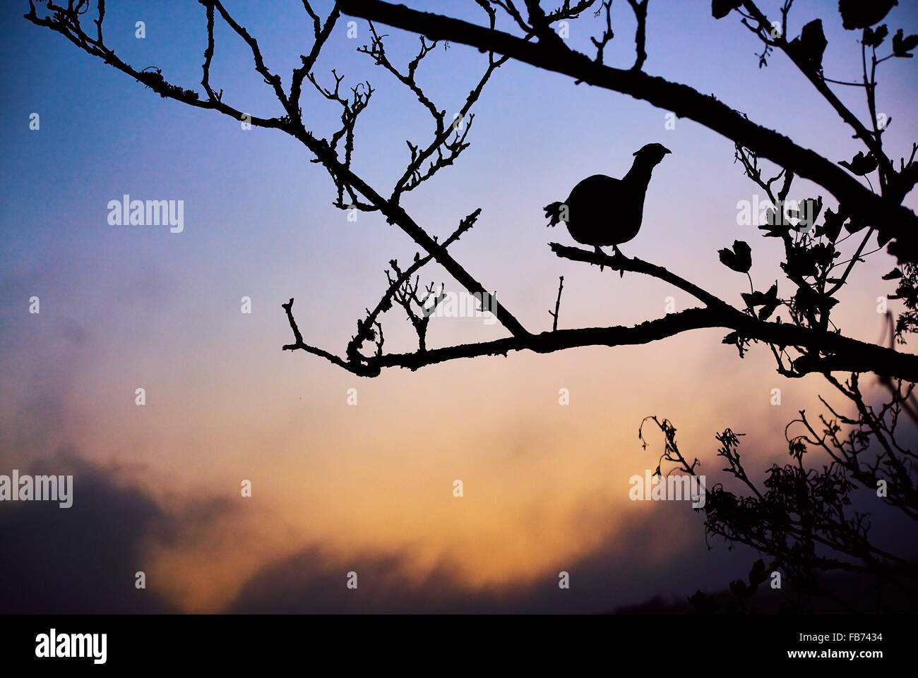 Silhouetted of a tree hi-res stock photography and images - Alamy