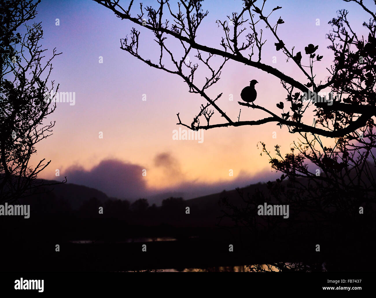 Silhouette of pheasant hi-res stock photography and images - Alamy