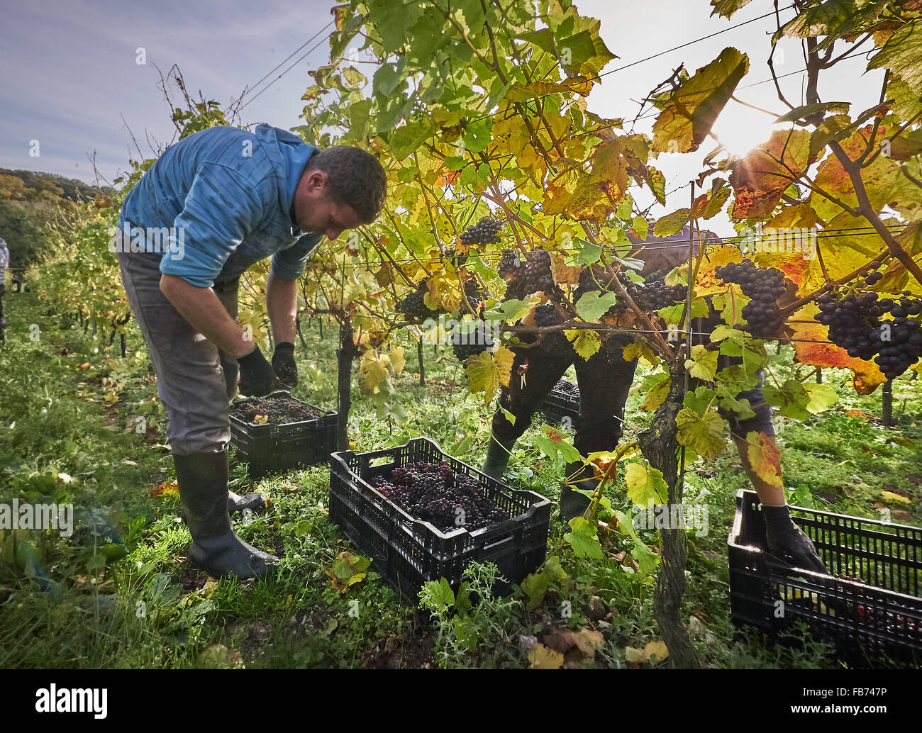 Grape picking season uk hi-res stock photography and images - Alamy