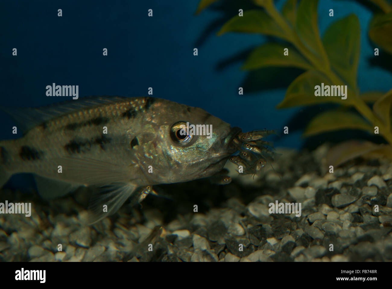 Tilapia breeding hi-res stock photography and images - Alamy