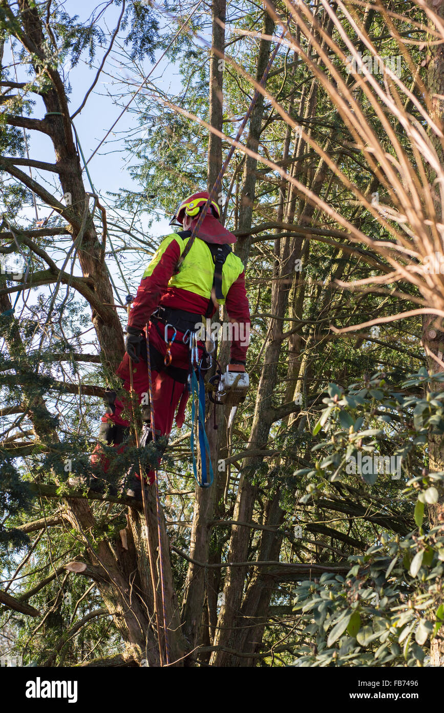 tree climber in the sunlight cutting down a tree Stock Photo - Alamy