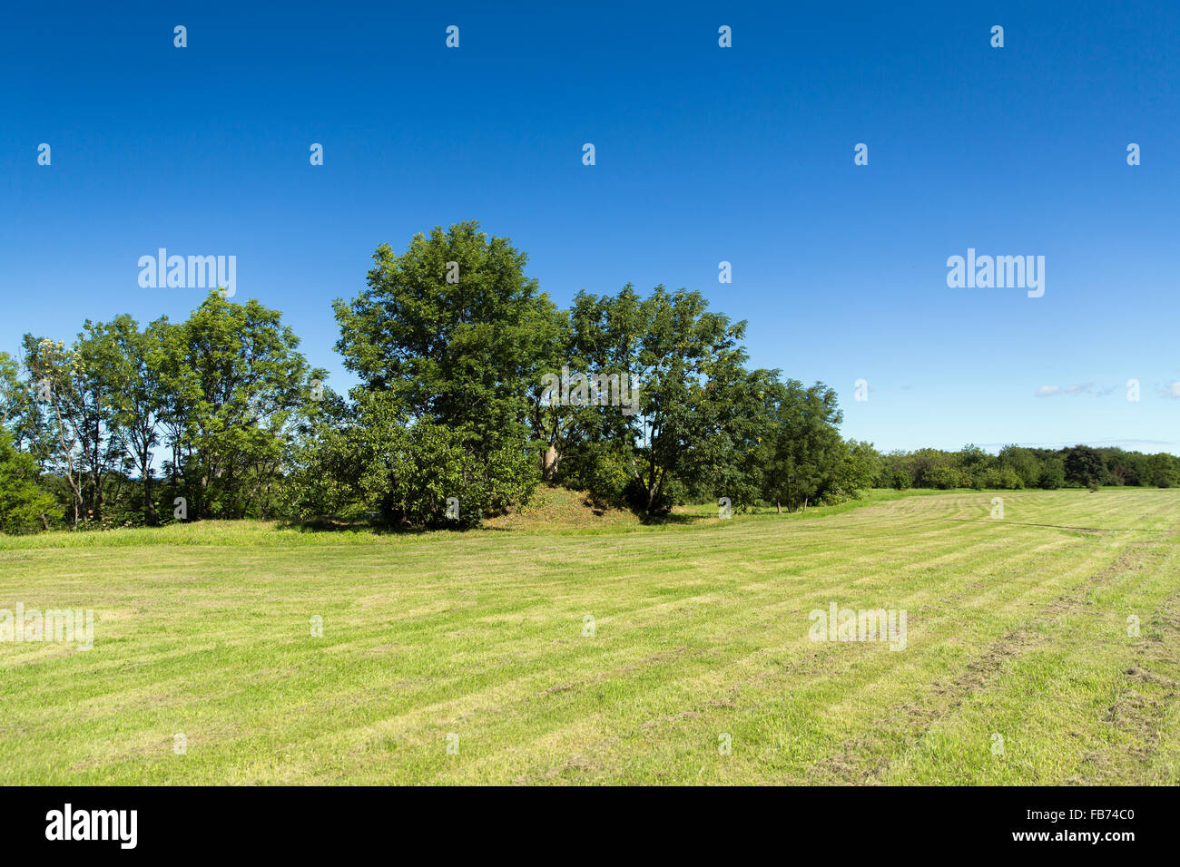 summer field and trees Stock Photo - Alamy