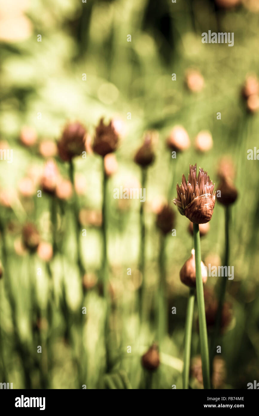 Pretty chives hi-res stock photography and images - Alamy