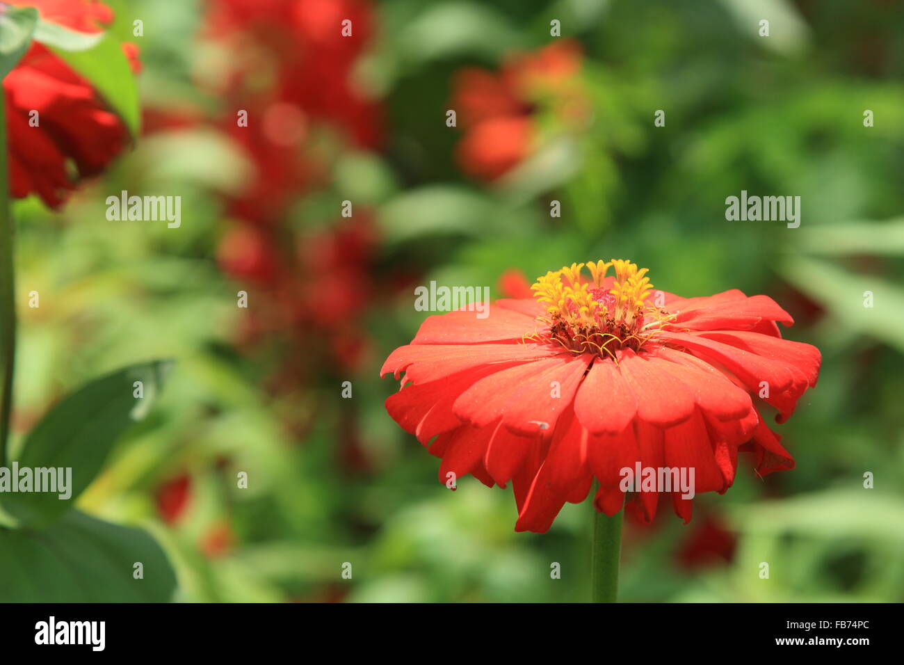 Flower, Nature, red flowers, Red, Orange Color Stock Photo - Alamy