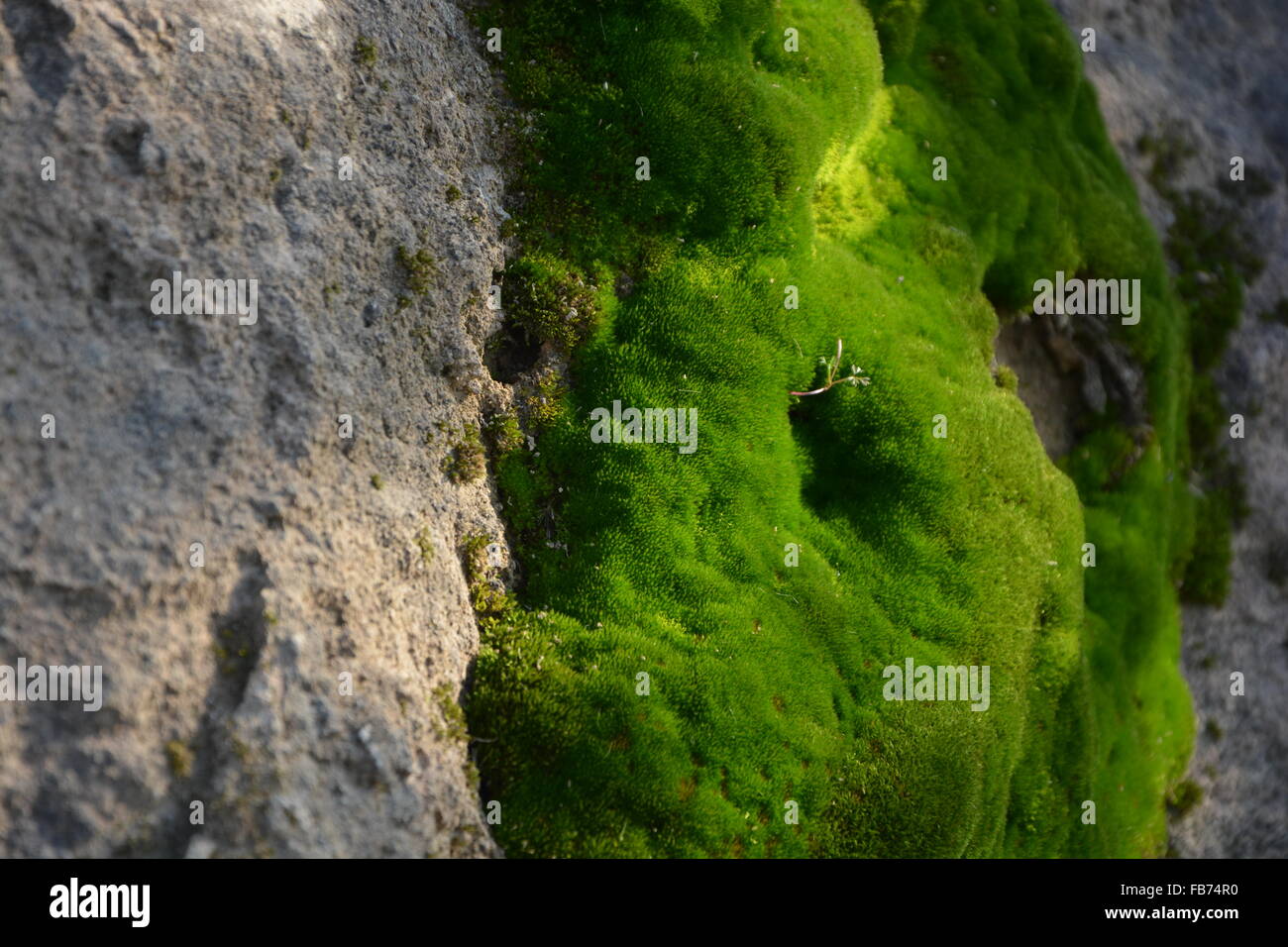 Chlorophyta hi-res stock photography and images - Alamy