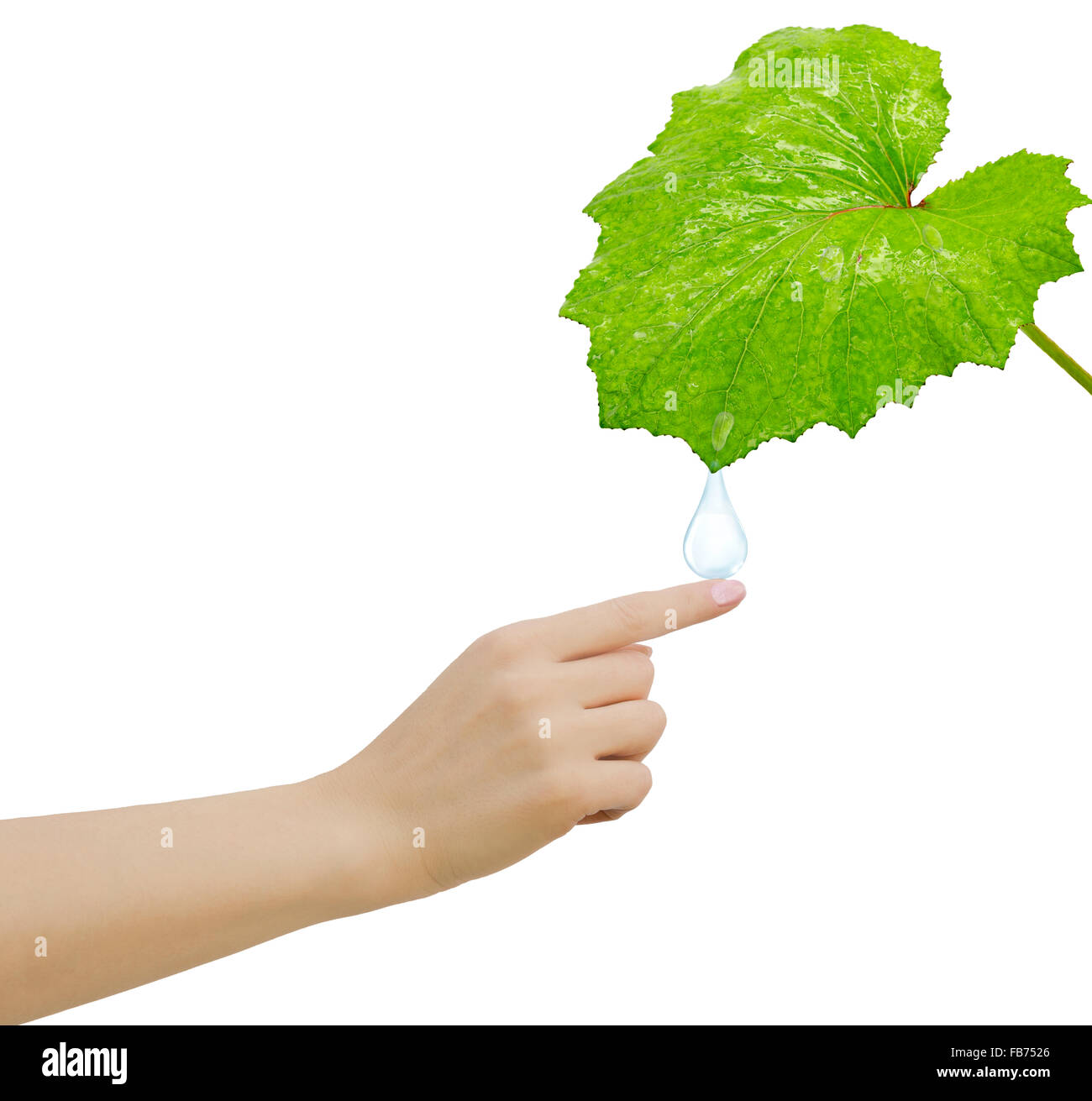 Beautiful leaf plant drop water hi-res stock photography and images - Alamy