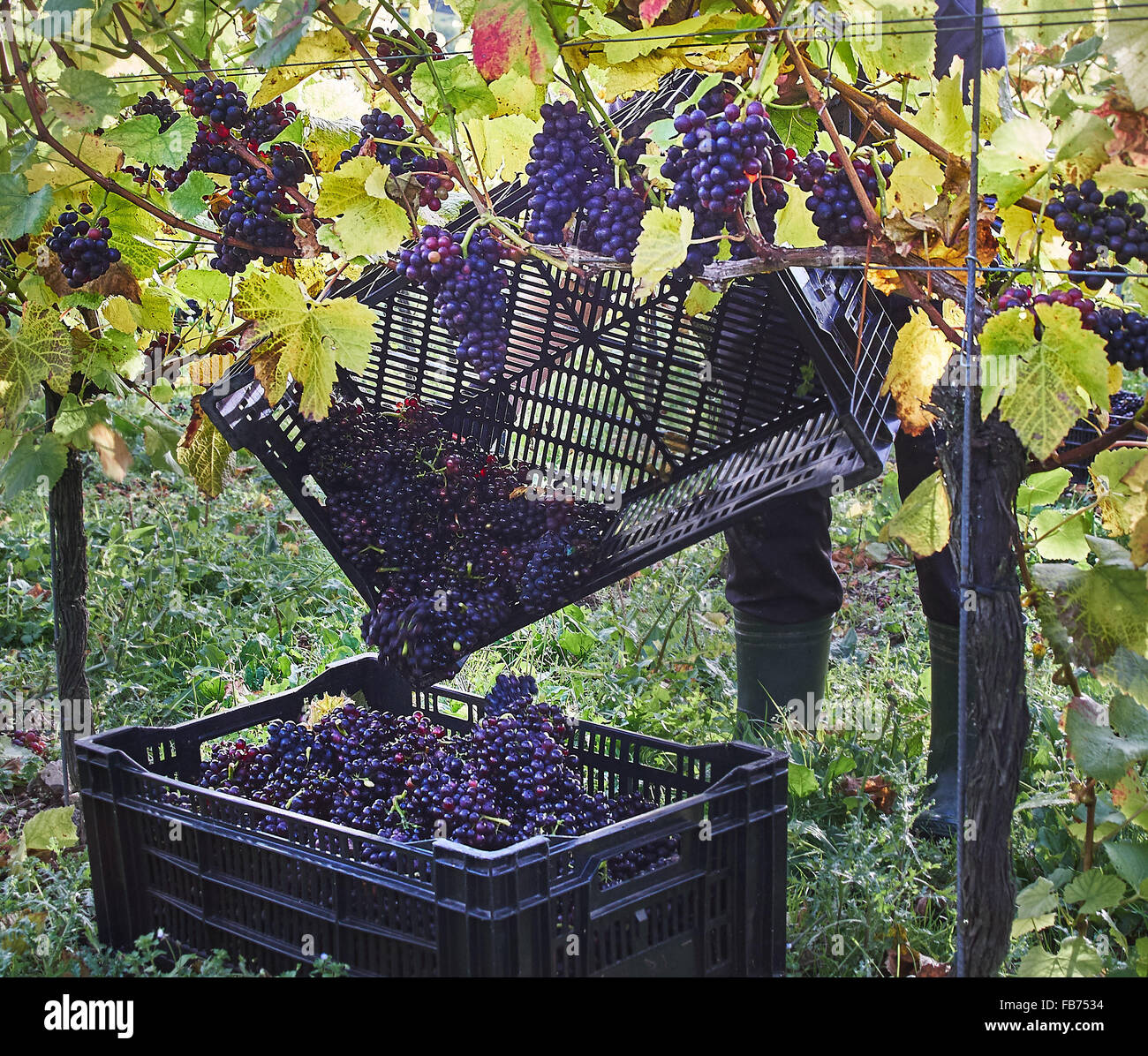 Winegrower harvesting red grapes in a vineyard Stock Photo - Alamy