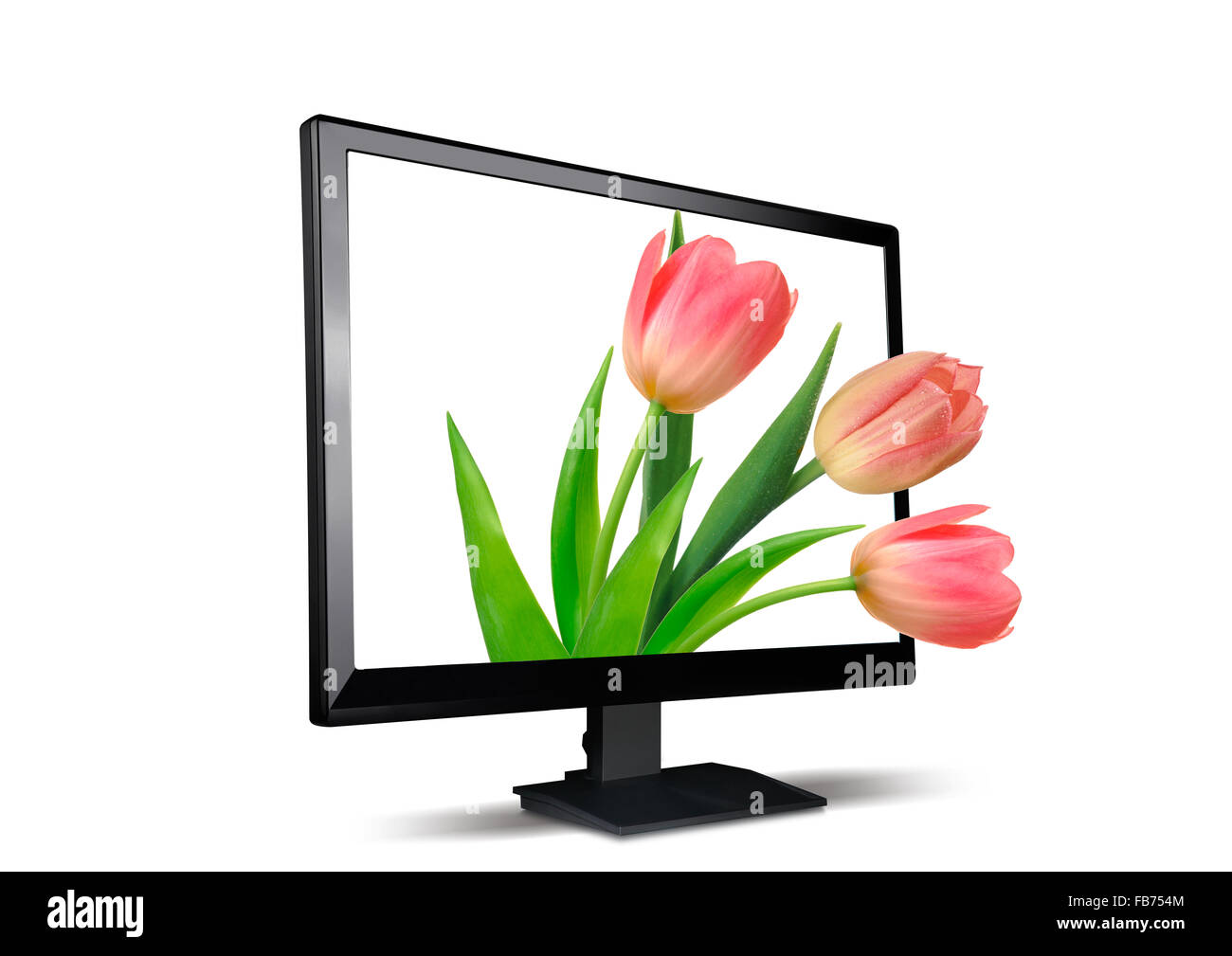 LCD monitor and tulips the isolated Stock Photo - Alamy