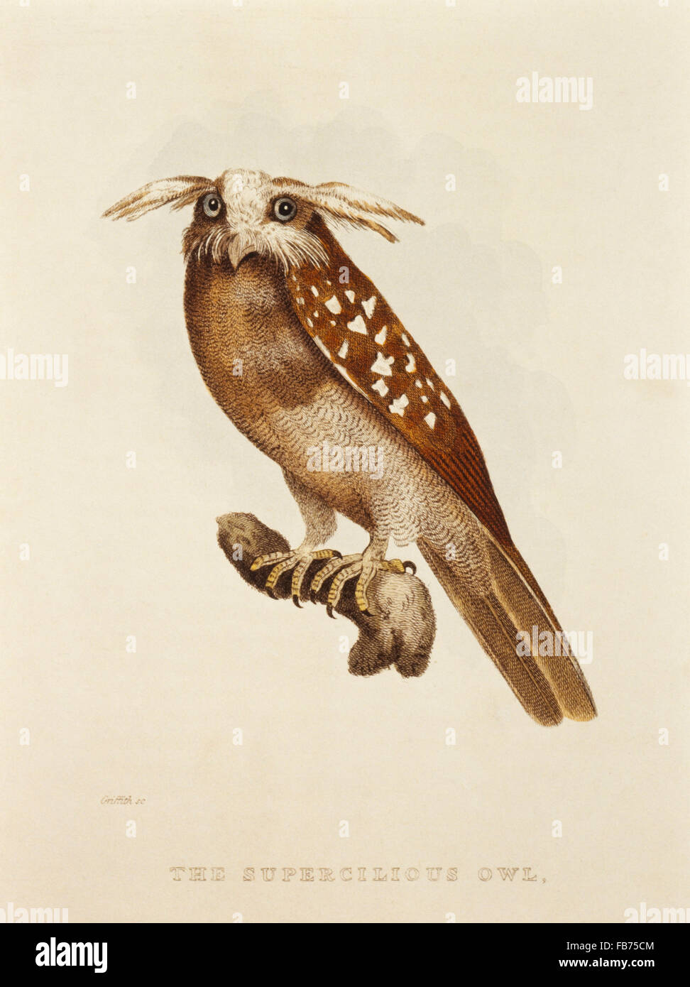 Supercilious Expression