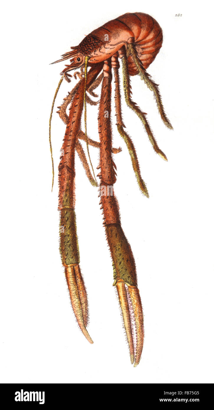 Bamffian or Long-Clawed Lobster, Hand-Colored Engraving by Shaw and ...