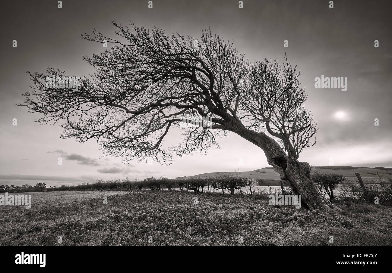 Leaning Tree Wind High Resolution Stock Photography and Images - Alamy