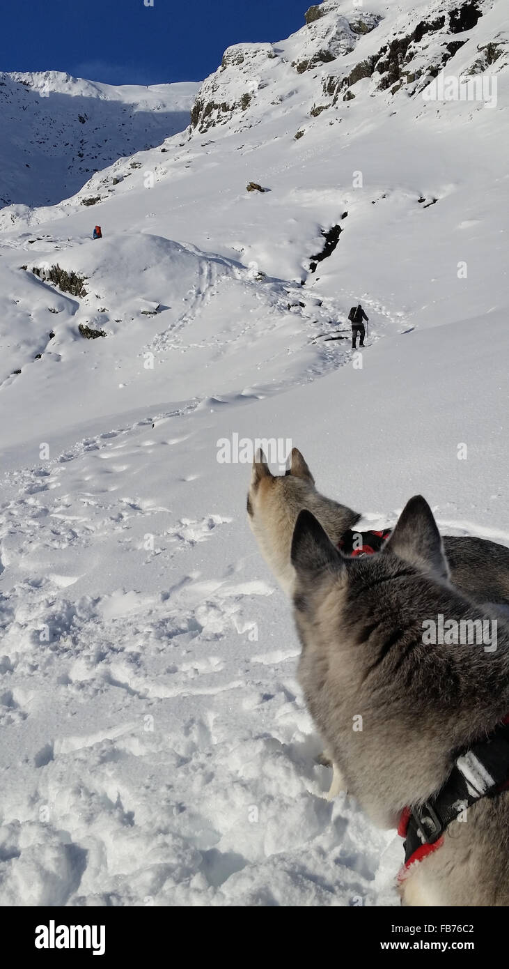 Two husky dogs in deep snow looking up towards a hill walker along a ...