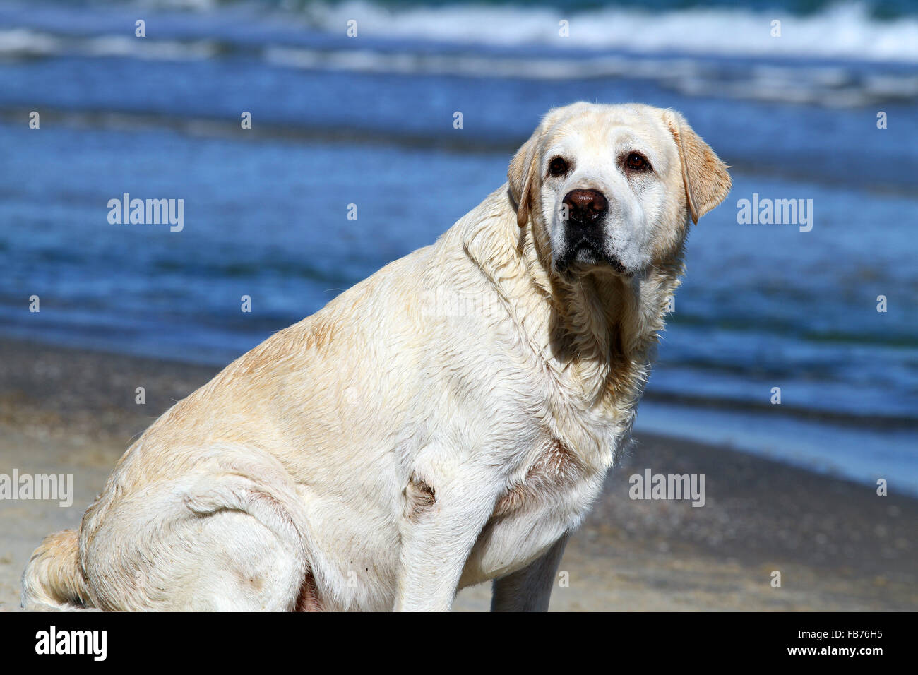 a cute nice yellow labrador at the sea portrait Stock Photo - Alamy