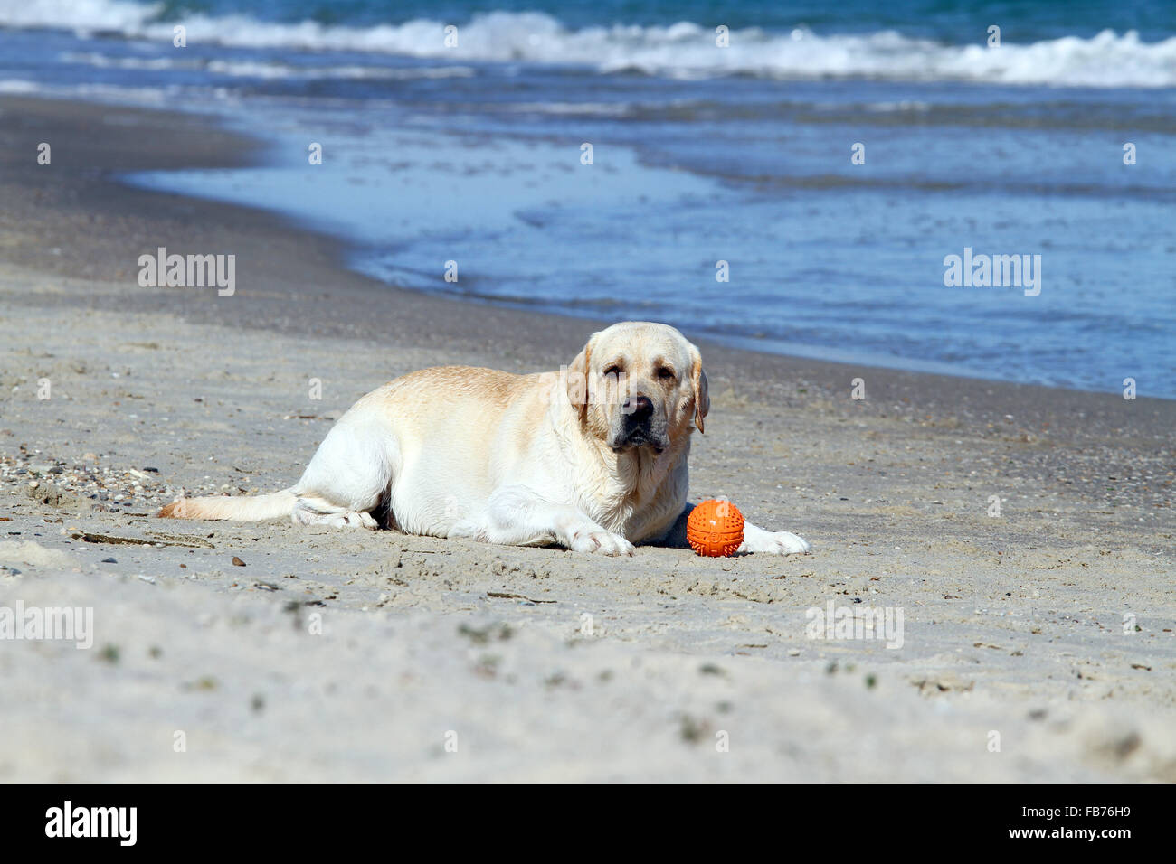 cute nice yellow labrador with orange ball Stock Photo - Alamy