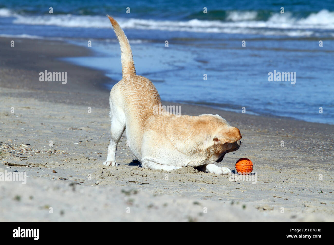 a cute nice yellow labrador playing with orange ball Stock Photo - Alamy
