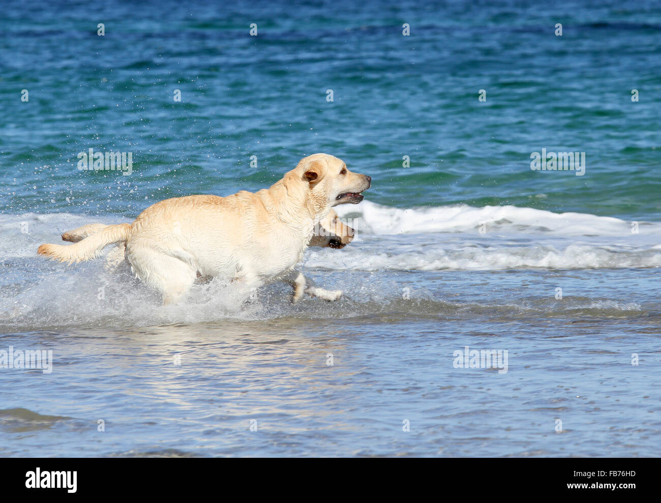 the young yellow labradors at the sea with a ball Stock Photo - Alamy