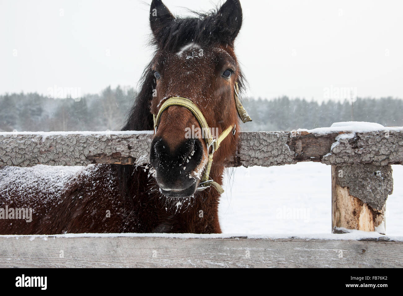Portrait of bay horse in winter paddock Stock Photo - Alamy