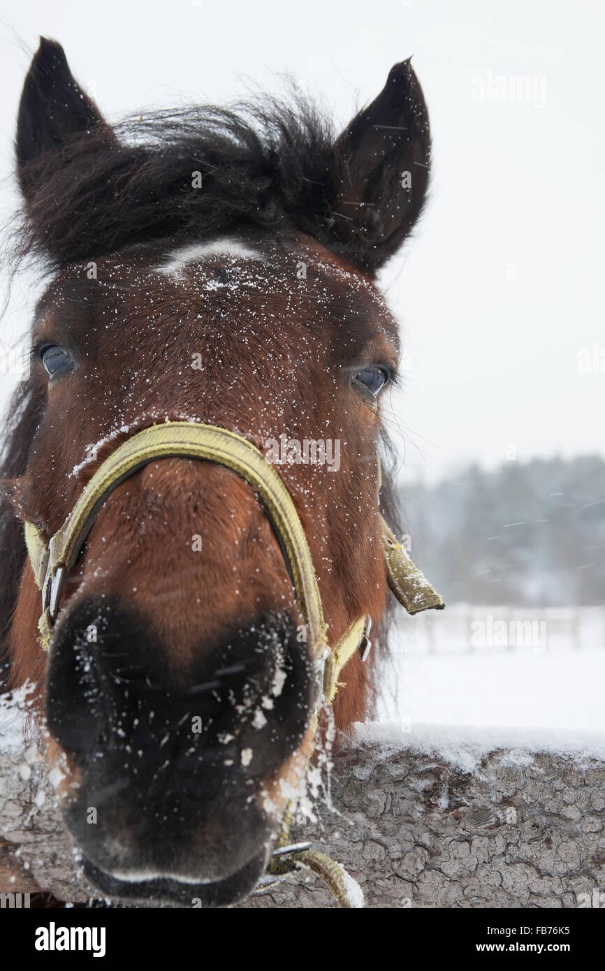 Closeup portrait of bay horse in winter paddock Stock Photo - Alamy