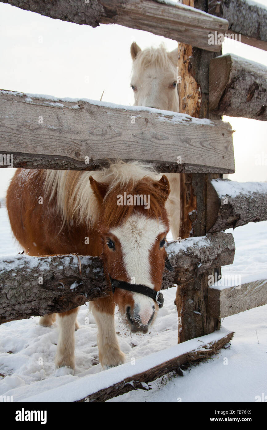 Portrait of pony and horse in winter paddock Stock Photo - Alamy