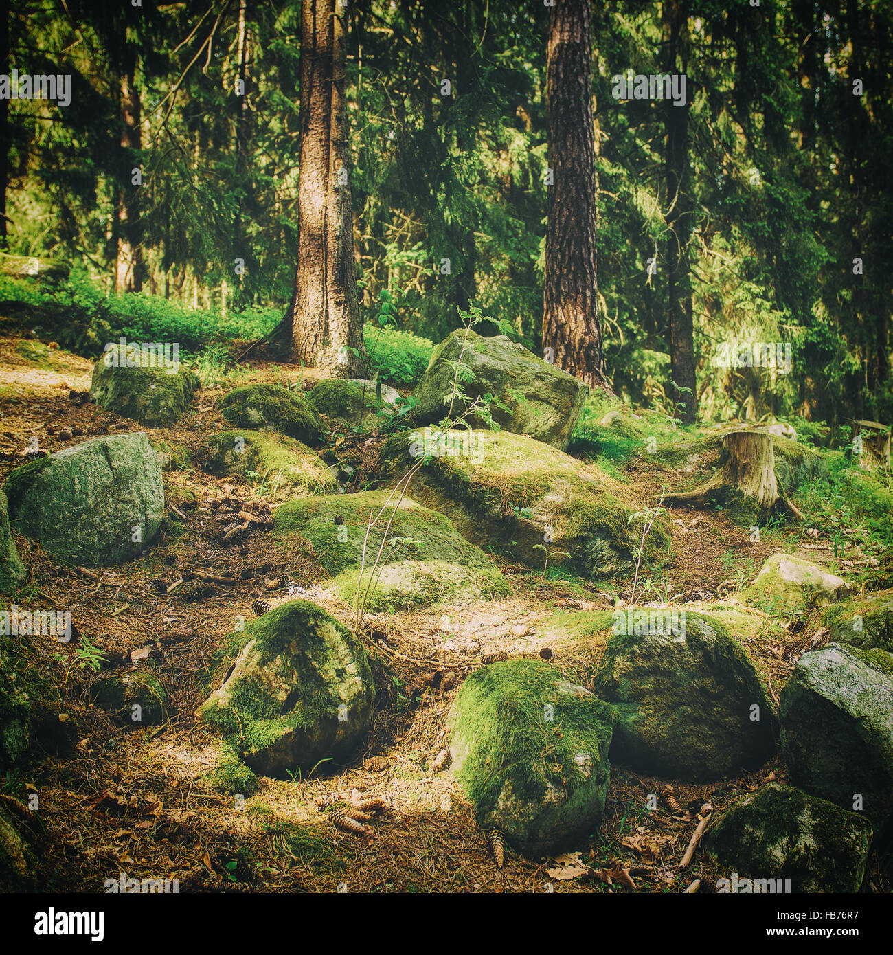 North scandinavian forest Stock Photo - Alamy