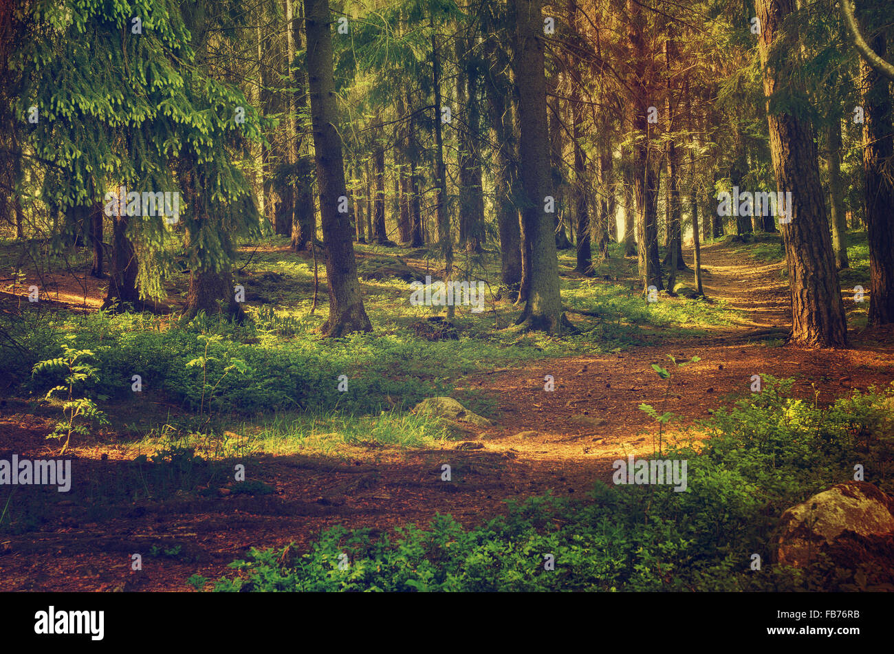 North scandinavian forest Stock Photo - Alamy