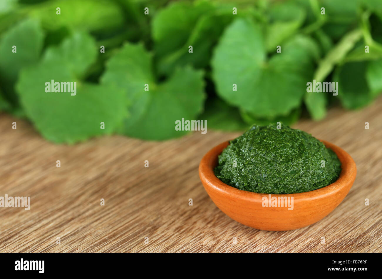 Mashed medicinal thankuni leaves in a pottery Stock Photo - Alamy