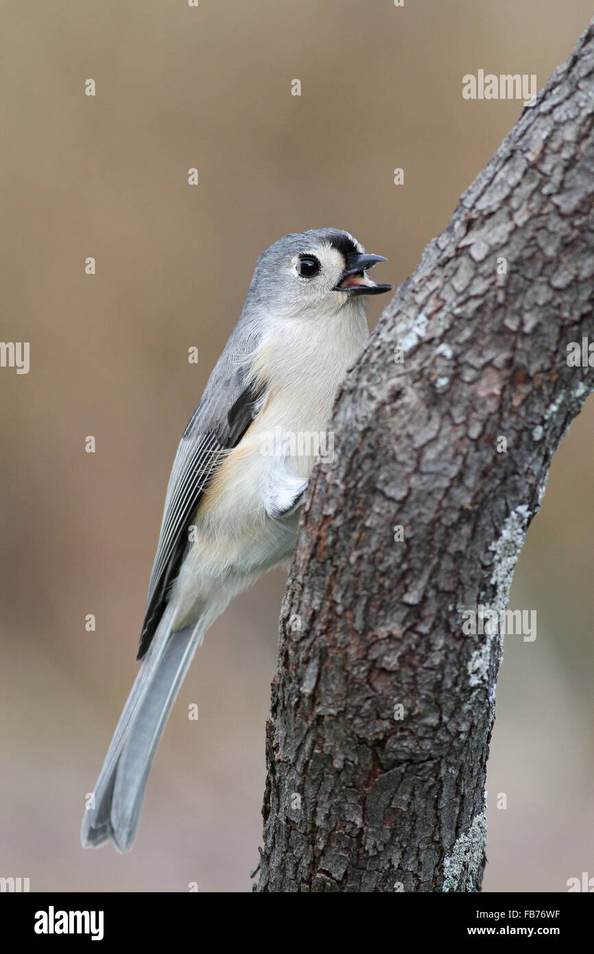 Tail titmouse hi-res stock photography and images - Alamy
