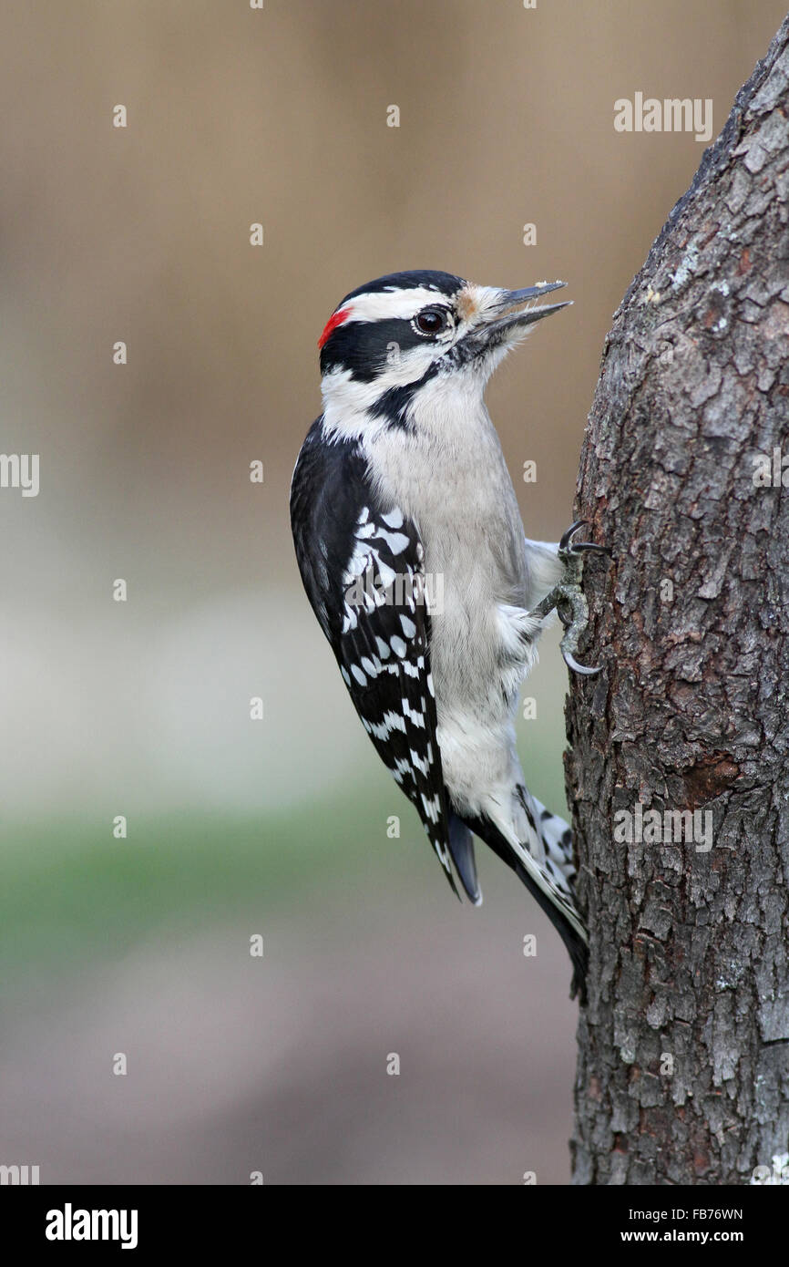 Downy woodpecker bird hi-res stock photography and images - Alamy