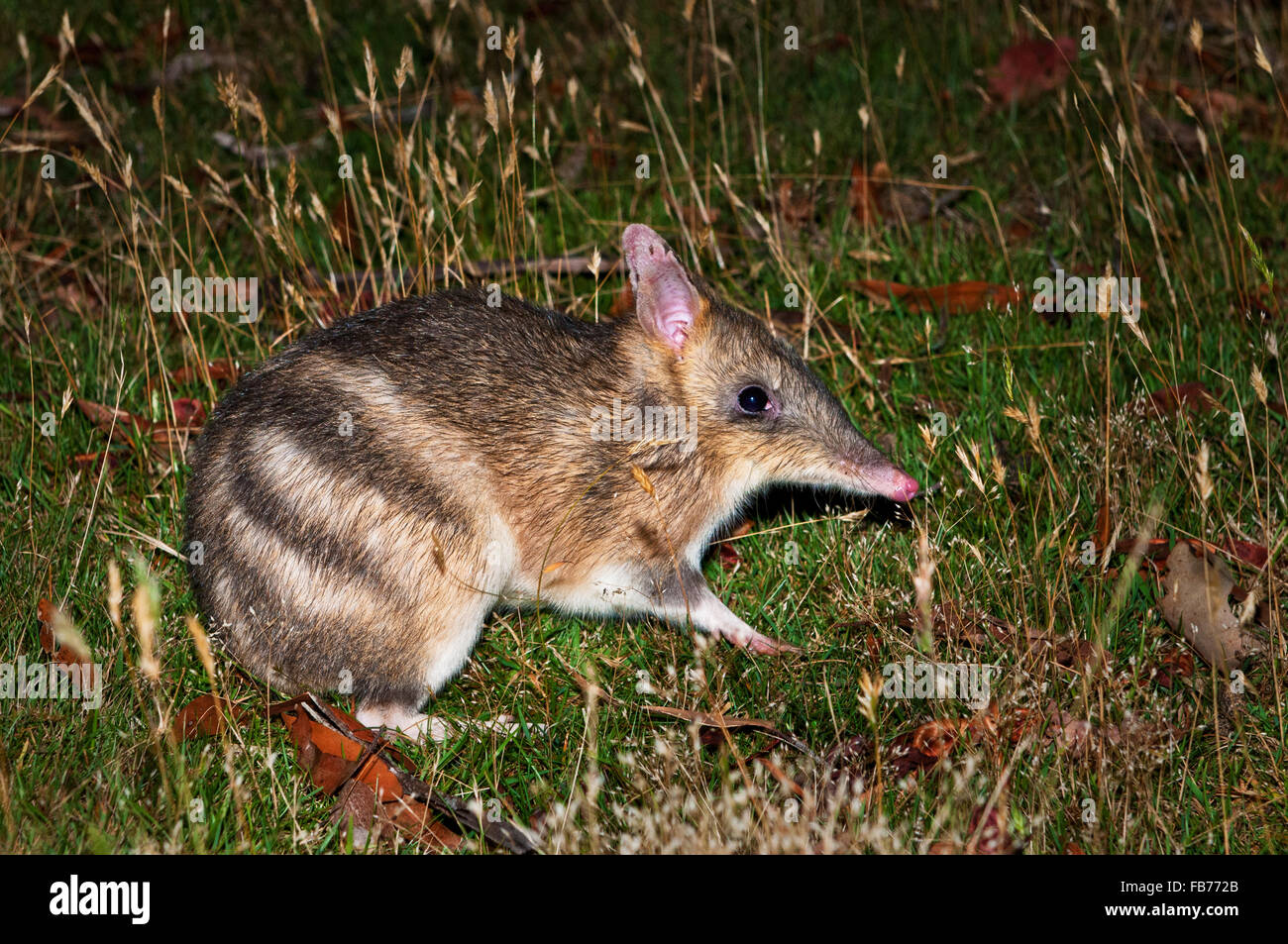 Bandicoot hi-res stock photography and images - Alamy
