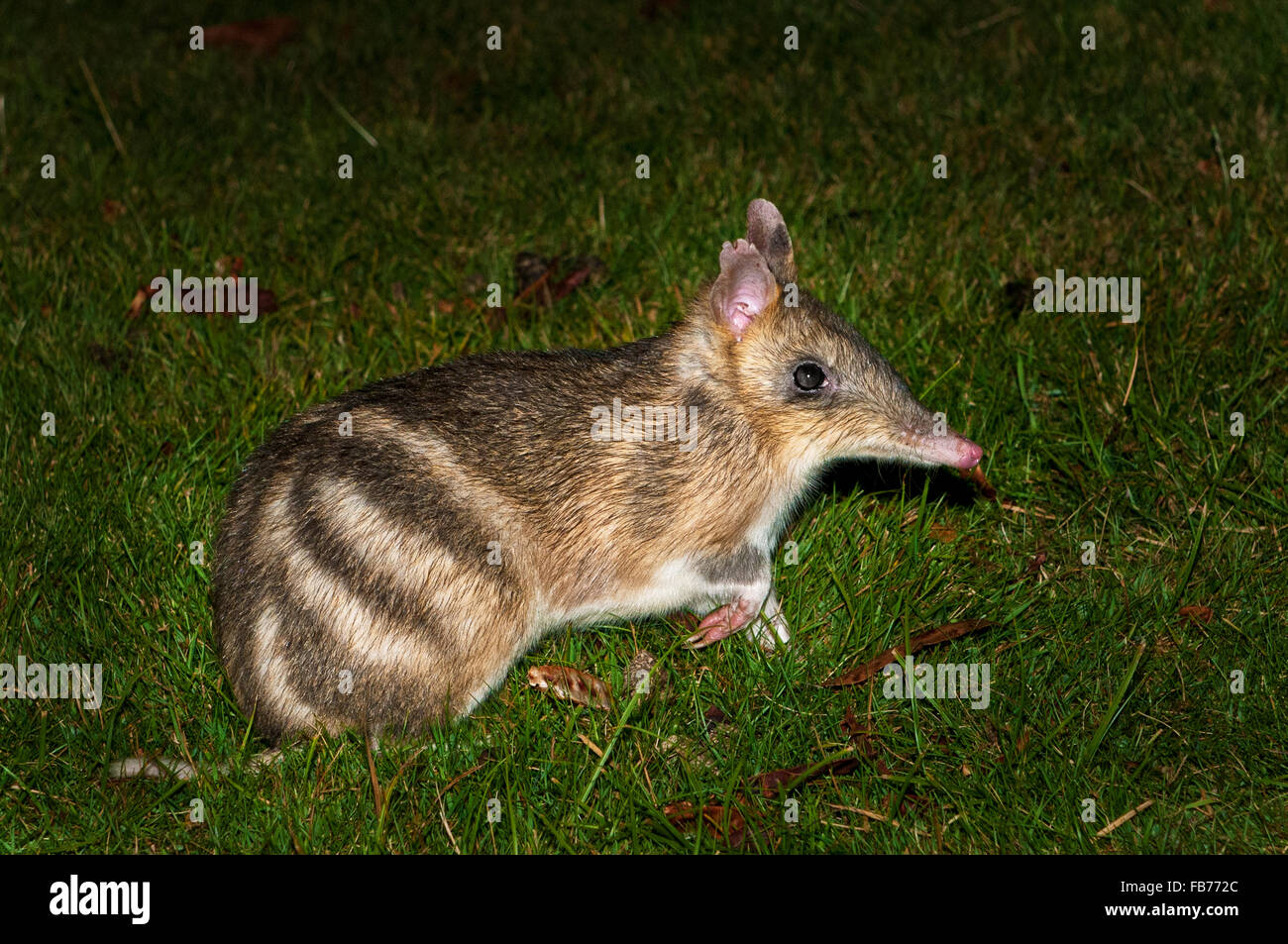 Bandicoot hi-res stock photography and images - Alamy