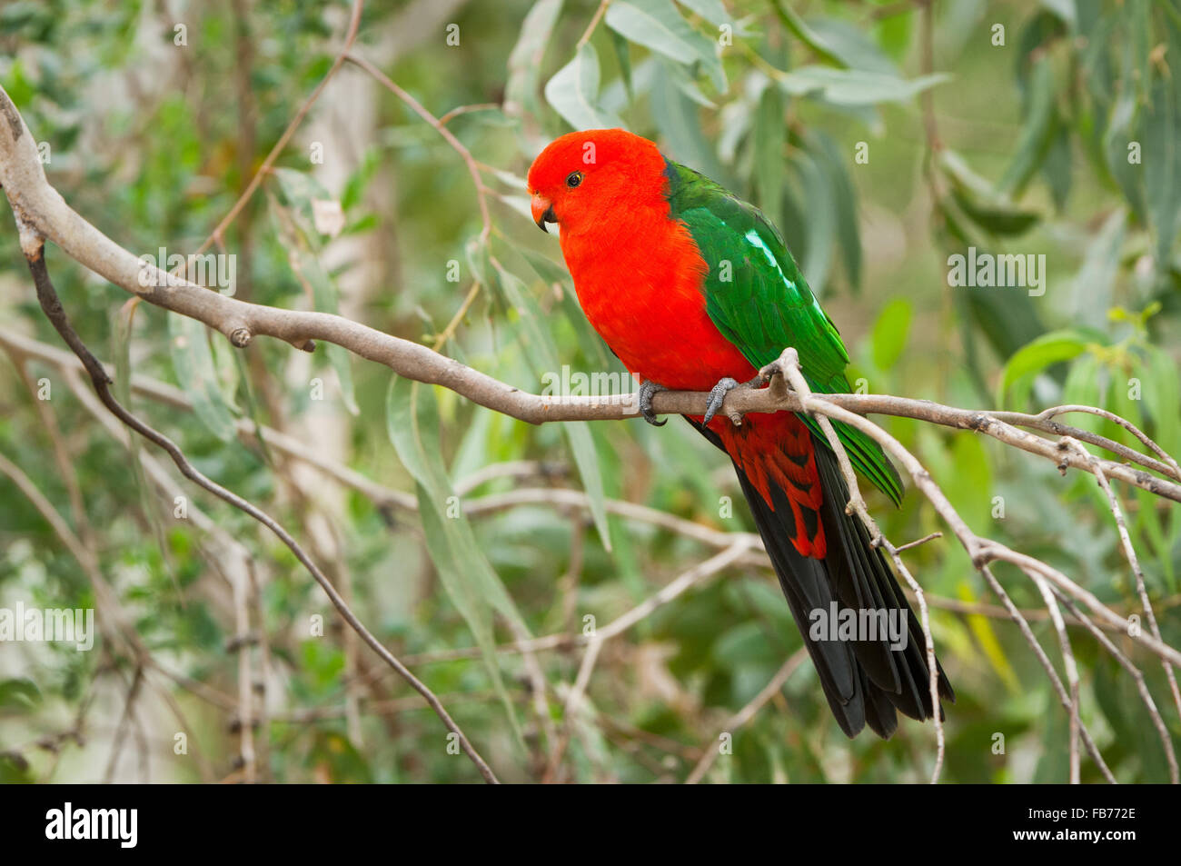 Male Australian King Parrot sitting in gum tree Stock Photo - Alamy
