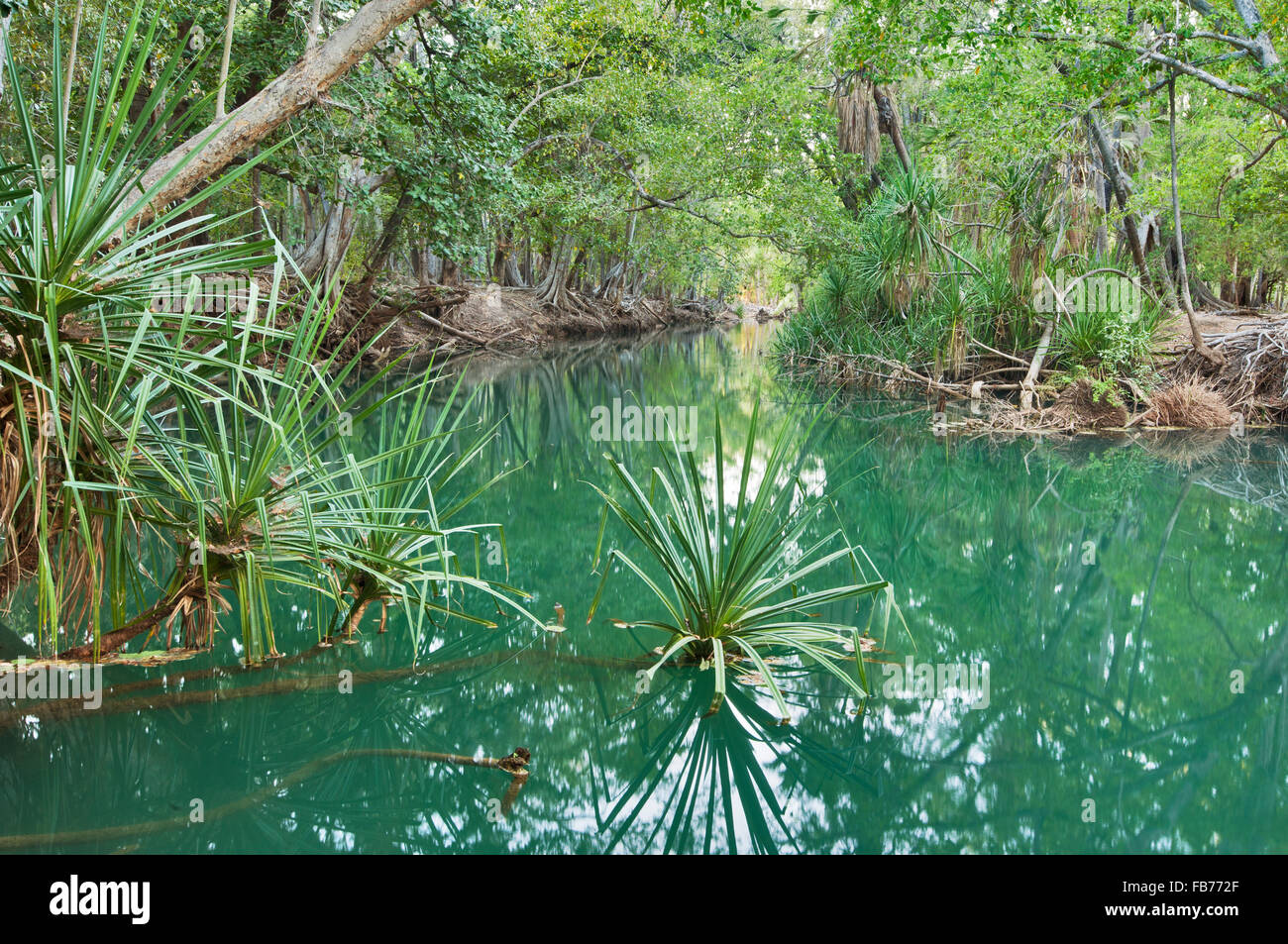 Palms at the outback oasis of Lawn Hill Creek Stock Photo - Alamy