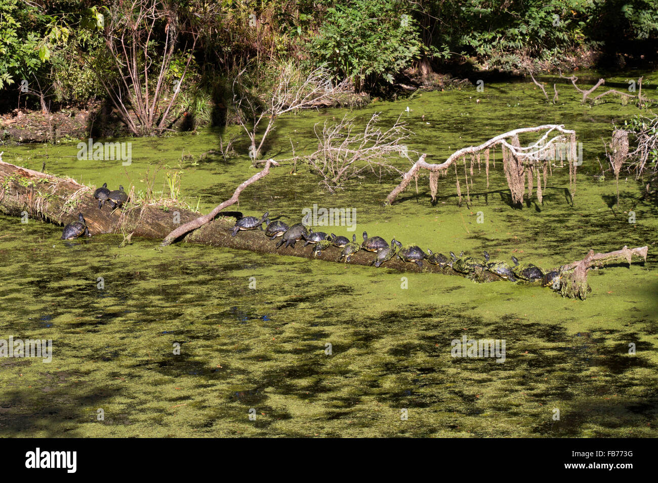 Turtles crowded together on an old fallen log in a slimy green swamp ...