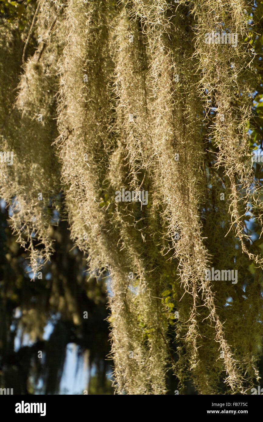 Ornamental moss hi-res stock photography and images - Alamy