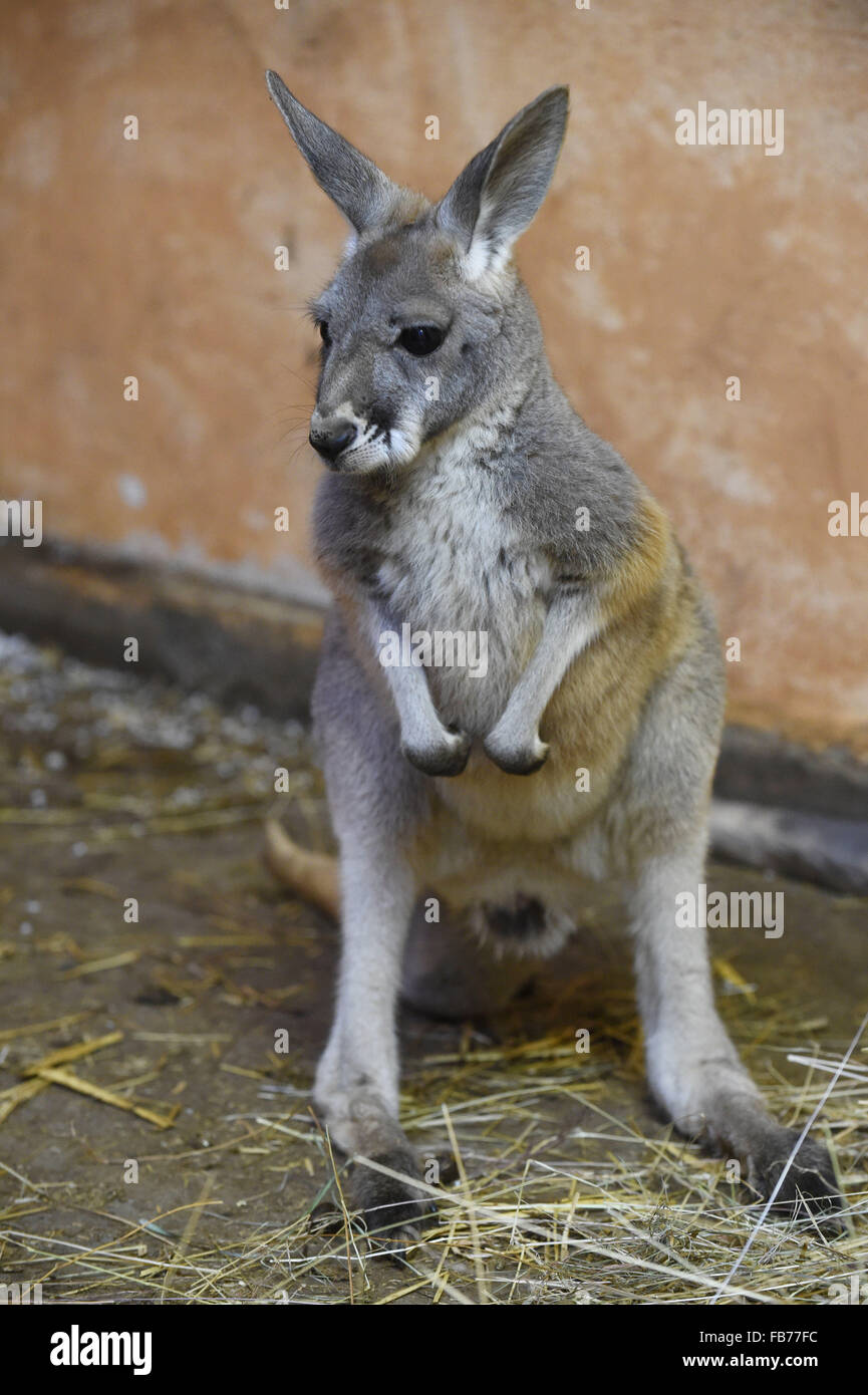 Olomouc, Czech Republic. 11th Jan, 2016. Red kangaroo babies left their ...