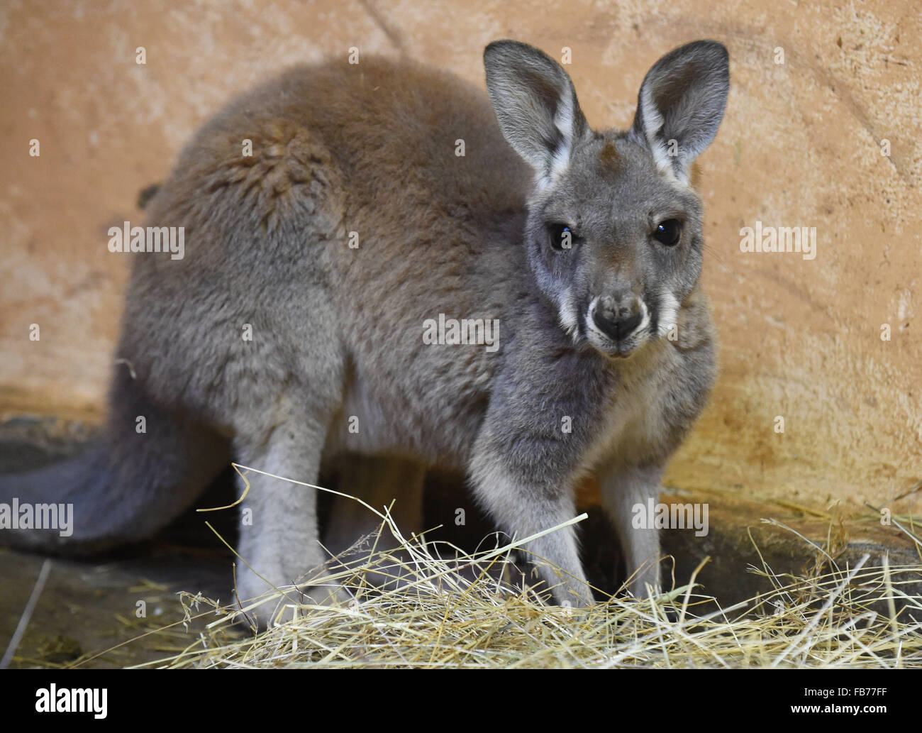 Olomouc, Czech Republic. 11th Jan, 2016. Red kangaroo babies left their ...