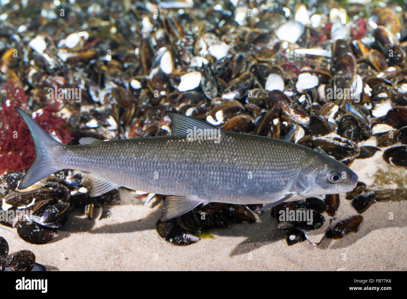 Oxyrhynchus hi-res stock photography and images - Alamy