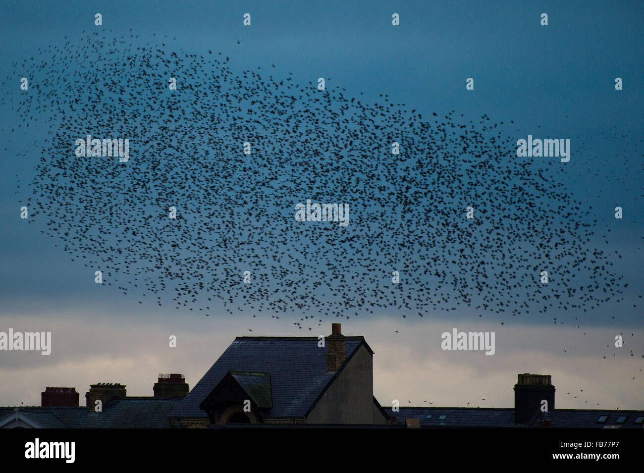 Keith morris starling hi-res stock photography and images - Alamy