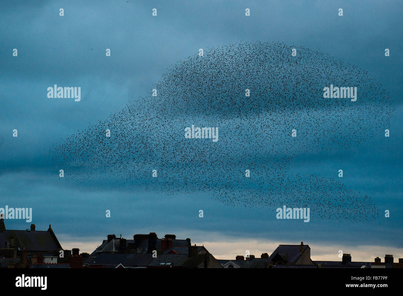 Keith morris starling hi-res stock photography and images - Alamy