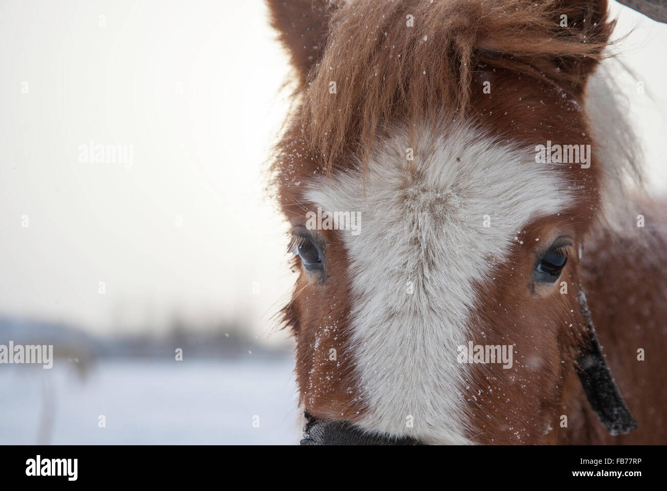 Closeup portrait of pony in winter Stock Photo - Alamy