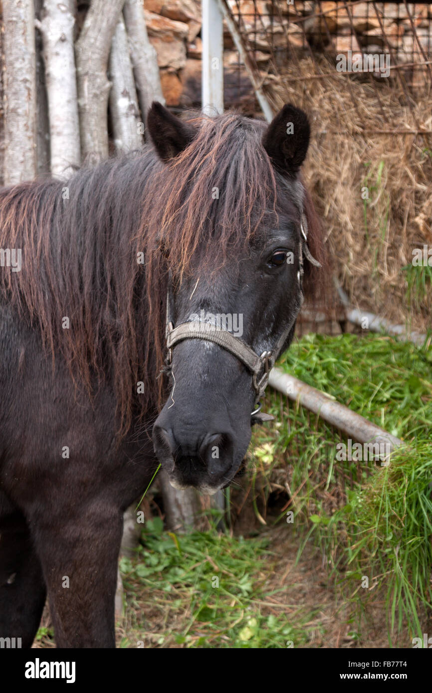 a vertical frontal view of the head of a black horse, an asturcon a ...