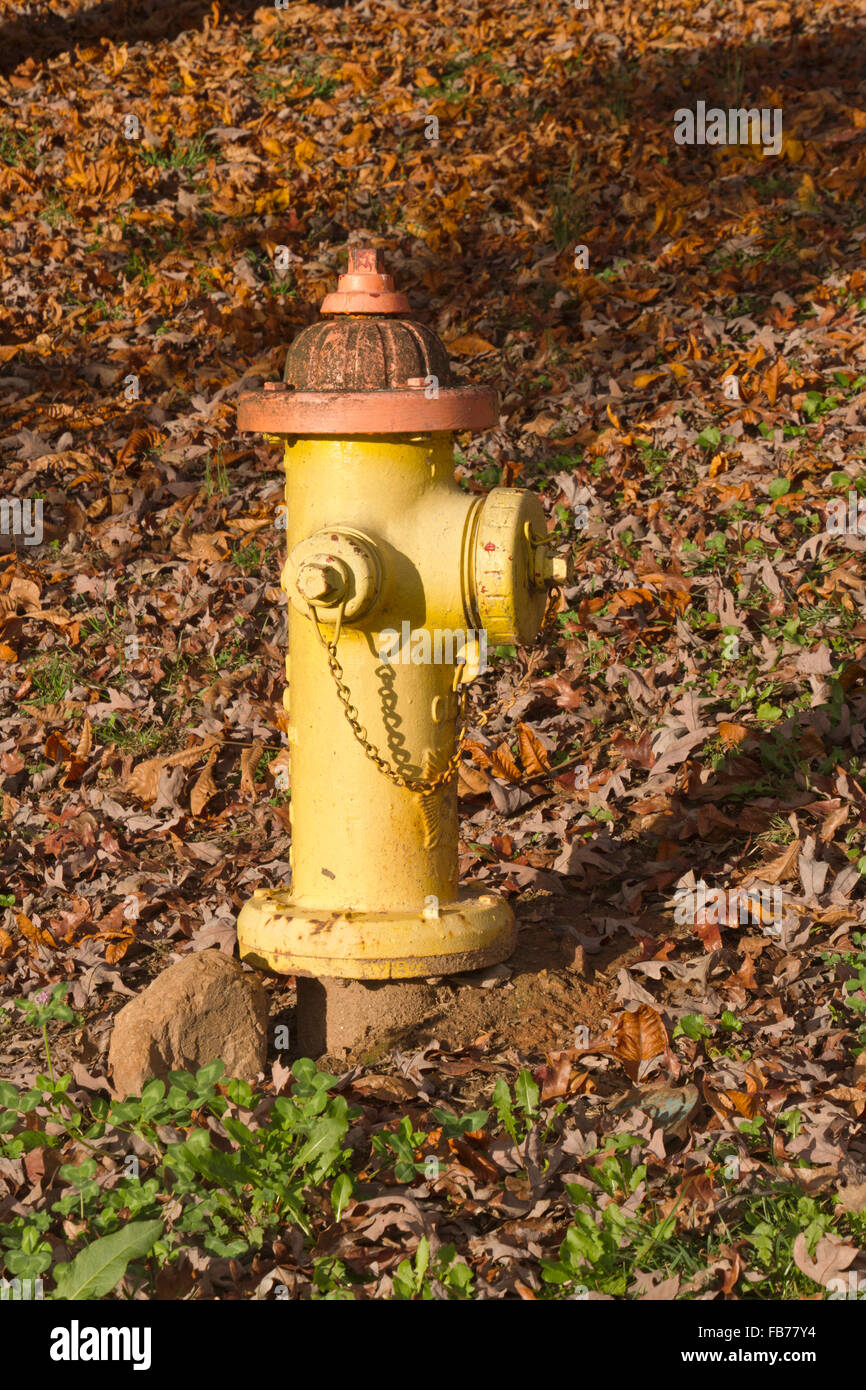 A colorfully bright yellow fire hydrant with an orange top sitting in a ...